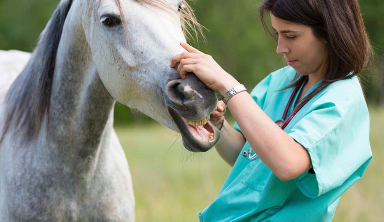 Devenir soigneur animalier en parc marin > suivez le guide